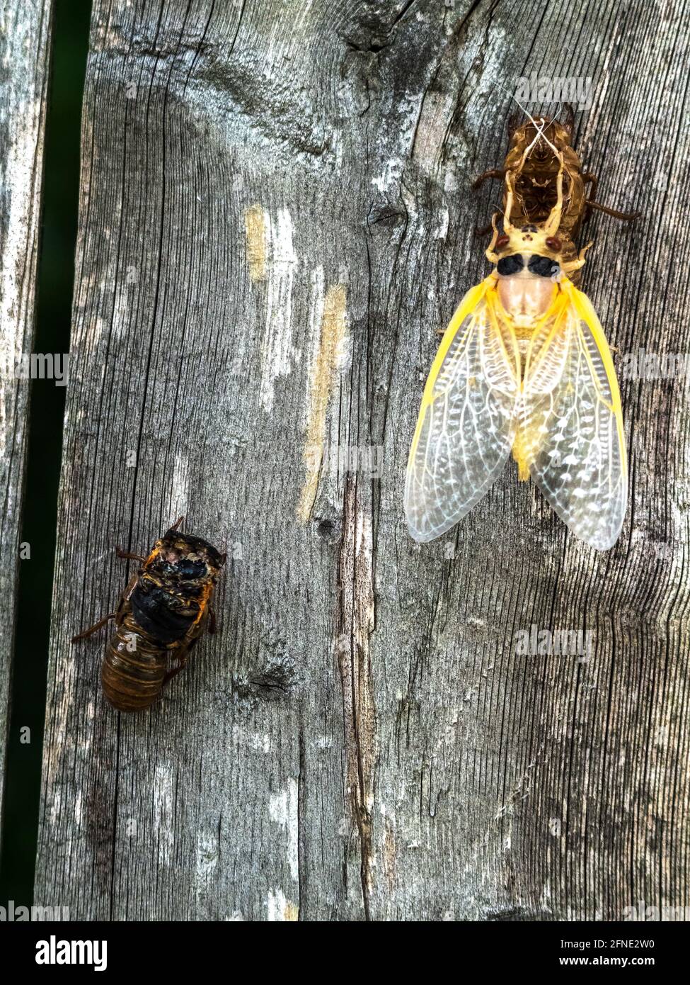 Larval instar phase hi-res stock photography and images - Alamy