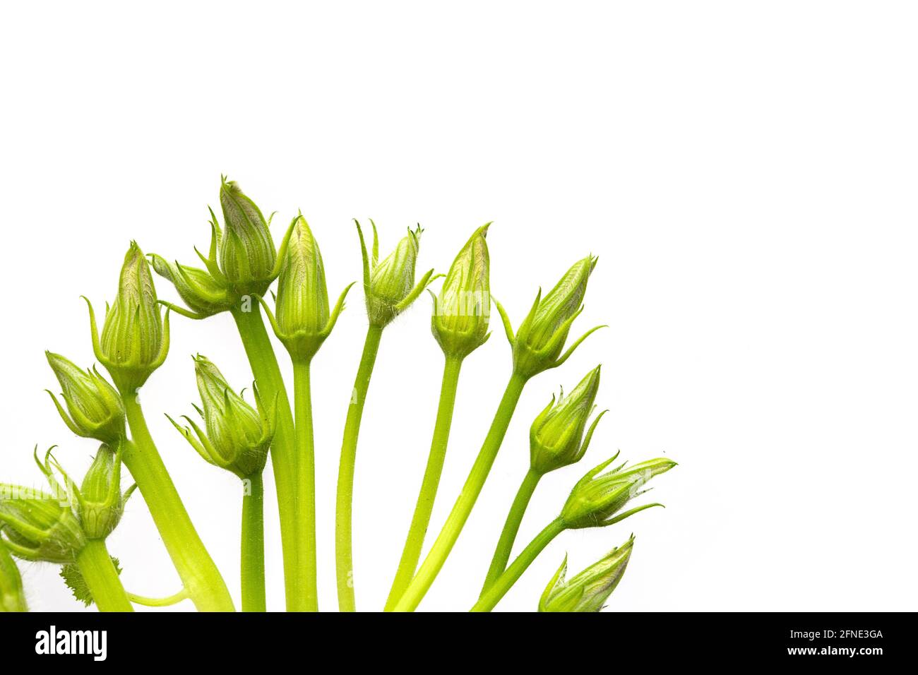 Unopened buds of zucchini pumpkin flowers on a white background. Excess ...