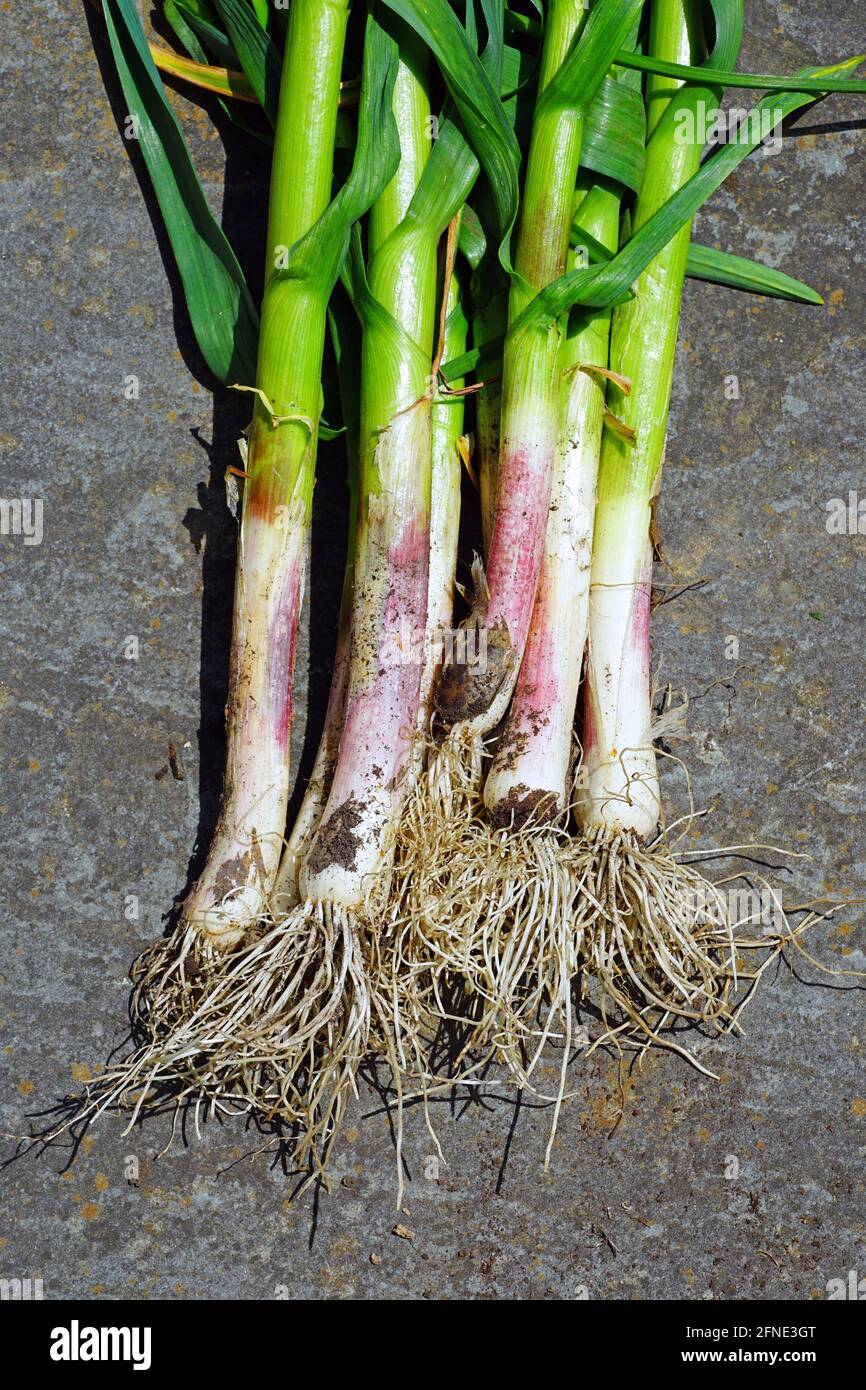 Fresh green onion stalks in hi-res stock photography and images - Alamy