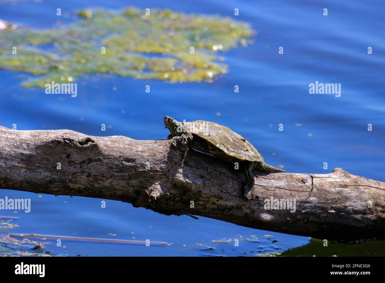 Northern Map turtle basking in Ontario Canada. The Northern Map turtle ...