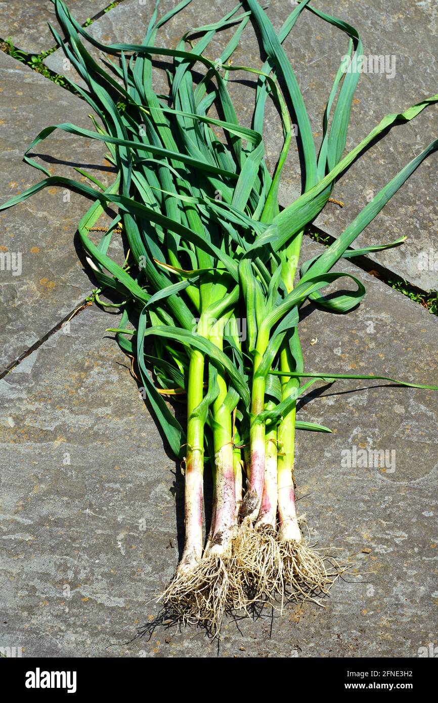 Green and white stalks of young green garlic in spring Stock Photo - Alamy