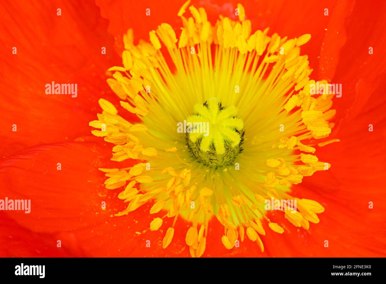 Orange and yellow flowers of Icelandic Poppy (Papaver Nudicaule Stock ...