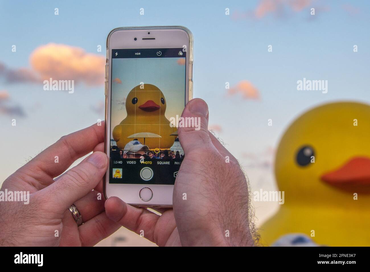 Giant Rubber Duck Meme