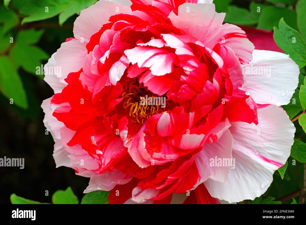 Pink and white striped tree peony flower growing on the shrub Stock ...