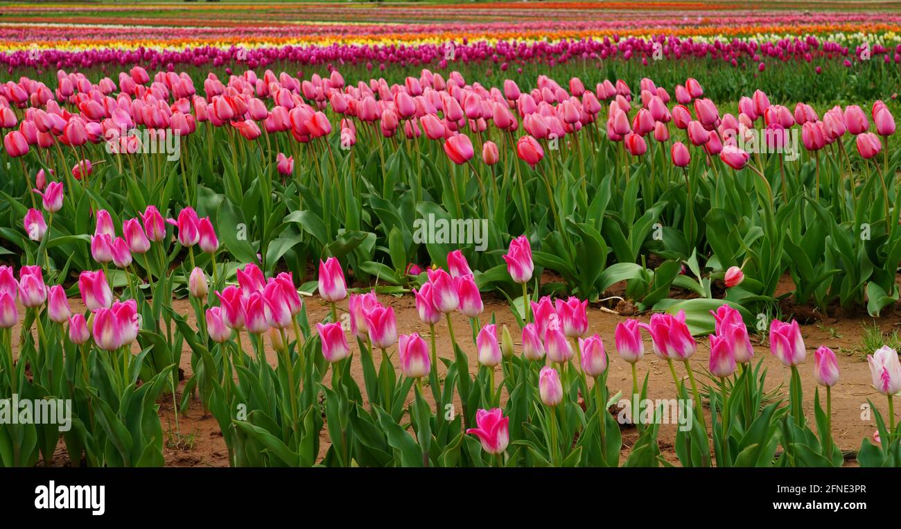 View of a colorful tulip field with flowers in bloom in Cream Ridge ...