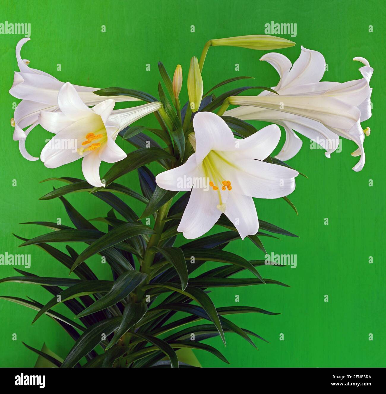 Fragrant white and yellow trumpet flowers of Easter Lily flowers ...