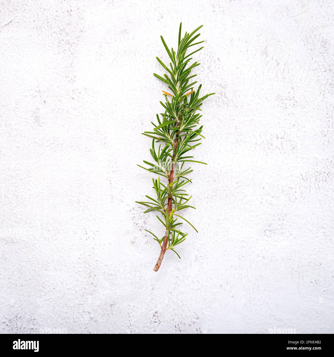 Branch of fresh rosemary set up on white concrete background Stock ...