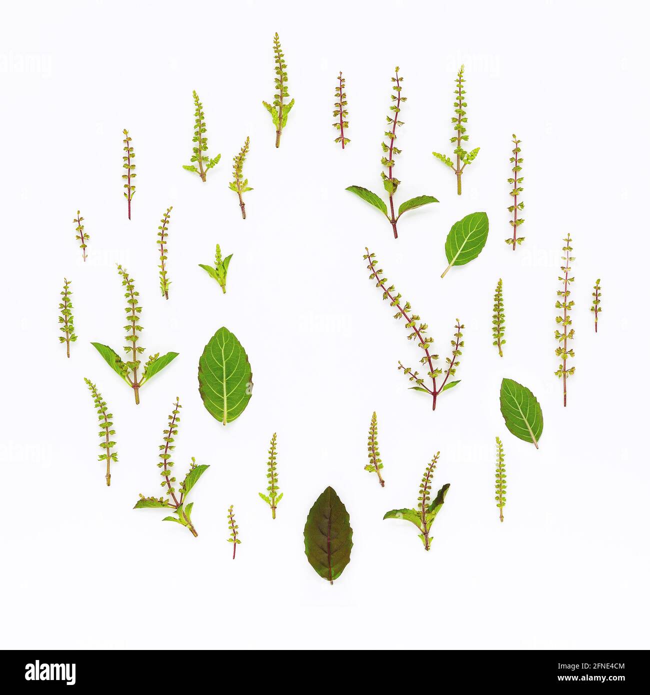 The circle of fresh holy basil leaves and holy basil flower flat lay on ...