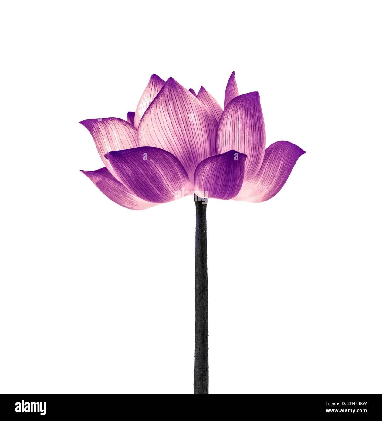 lotus isolated on white background Stock Photo - Alamy