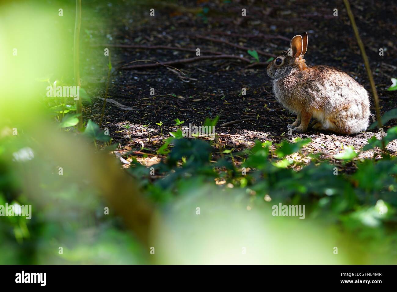 wild bunny rabbit in the garden Stock Photo - Alamy