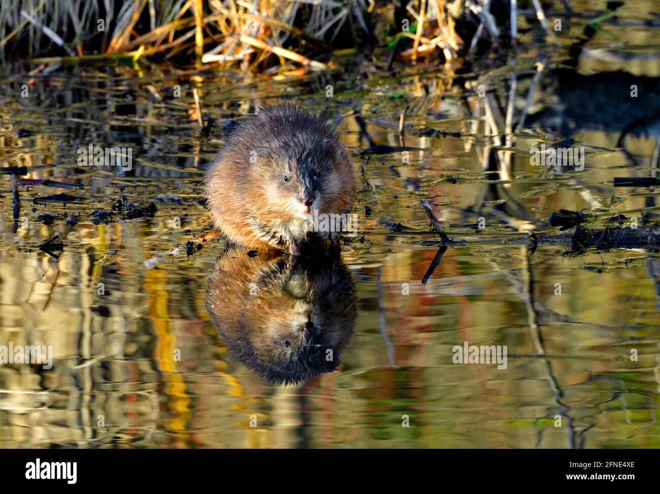 A front view of a wild muskrat "Ondatra zibethicus", on a sunken stick ...