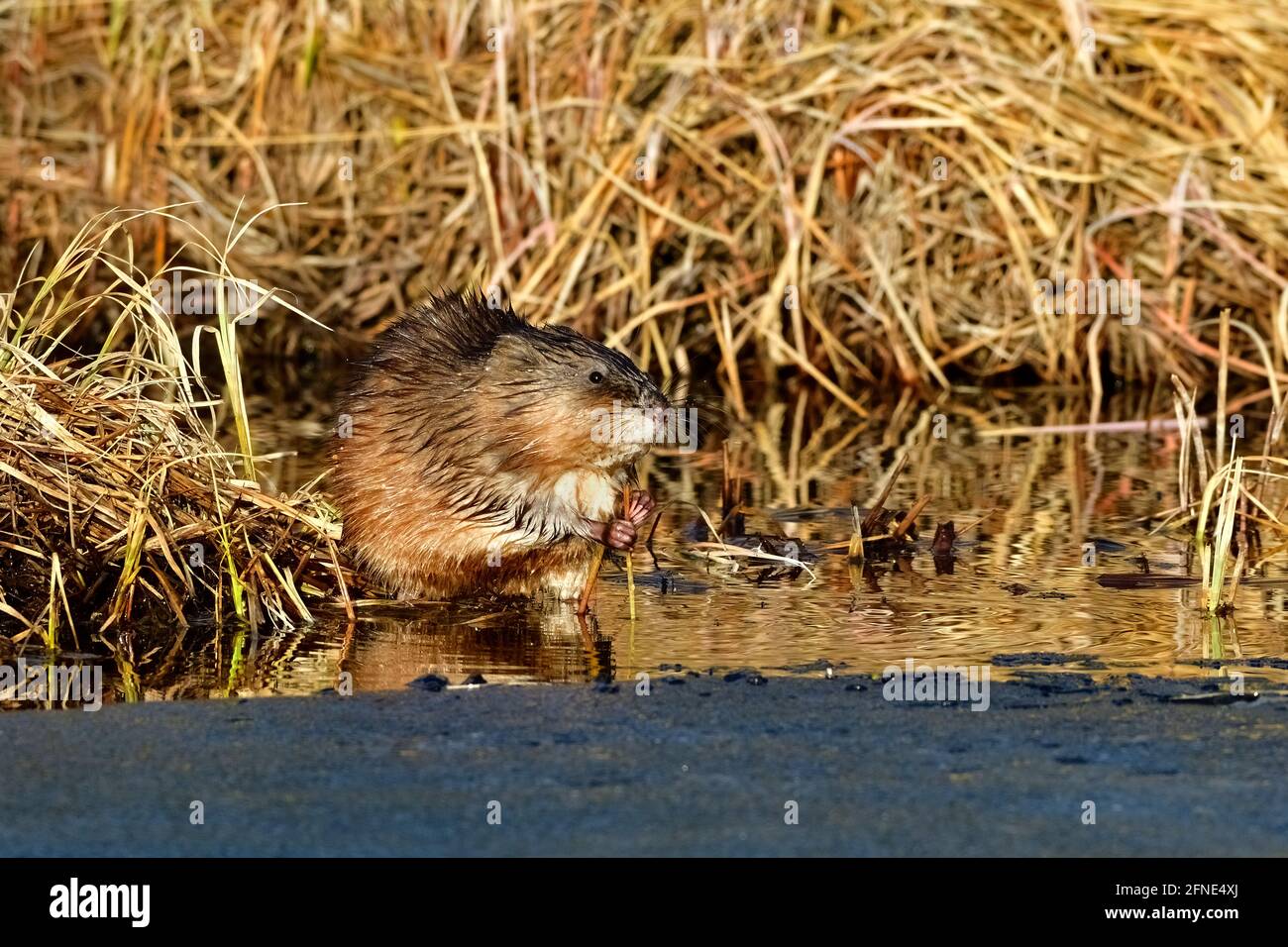 Wet season wildlife hi-res stock photography and images - Alamy