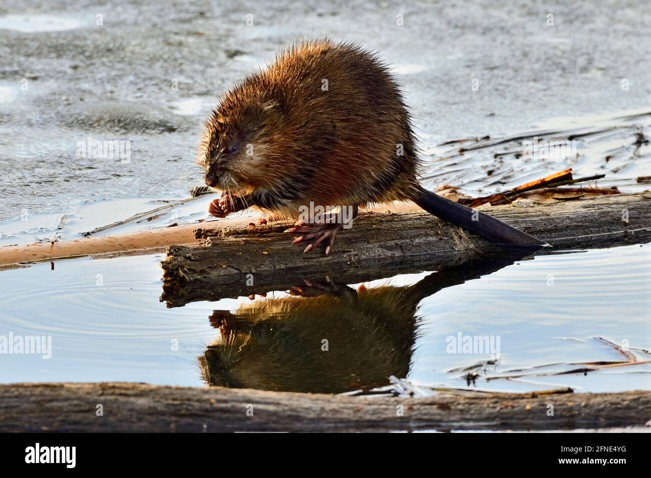 A wild muskrat Ondatra zibethicus; sitting on a floating stick foraging ...