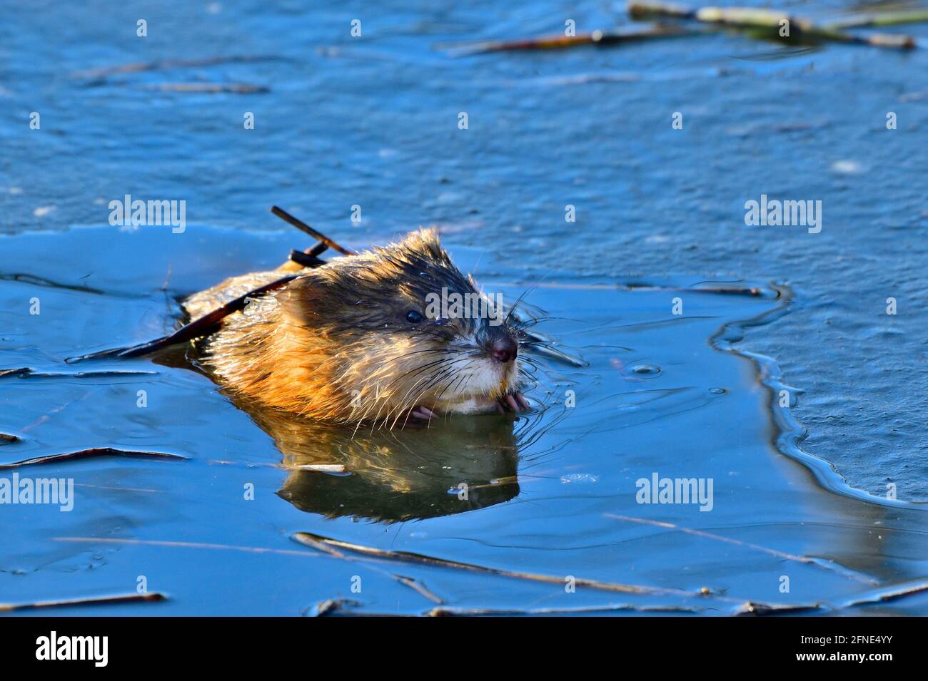 Muskrat on ice hi-res stock photography and images - Alamy