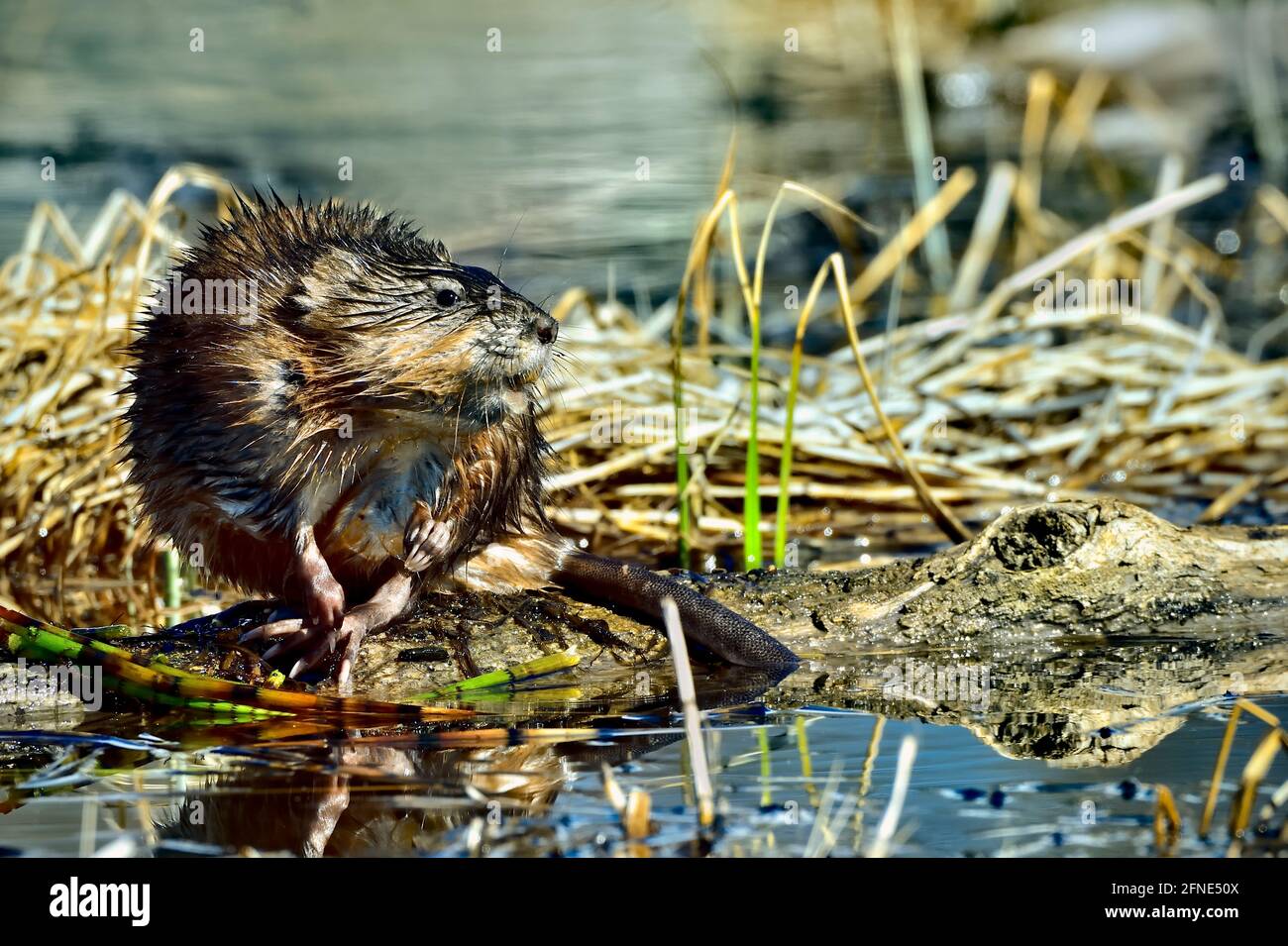 A side view of a wild muskrat "Ondatra zibethicus", sitting on a sunken ...