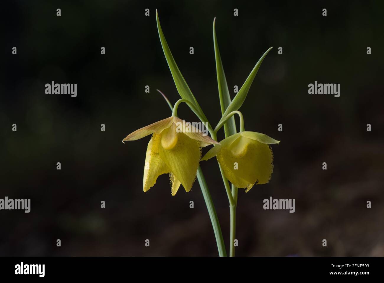 Mt. Diablo fairy lantern (Calochortus pulchellus) a globe lily ...