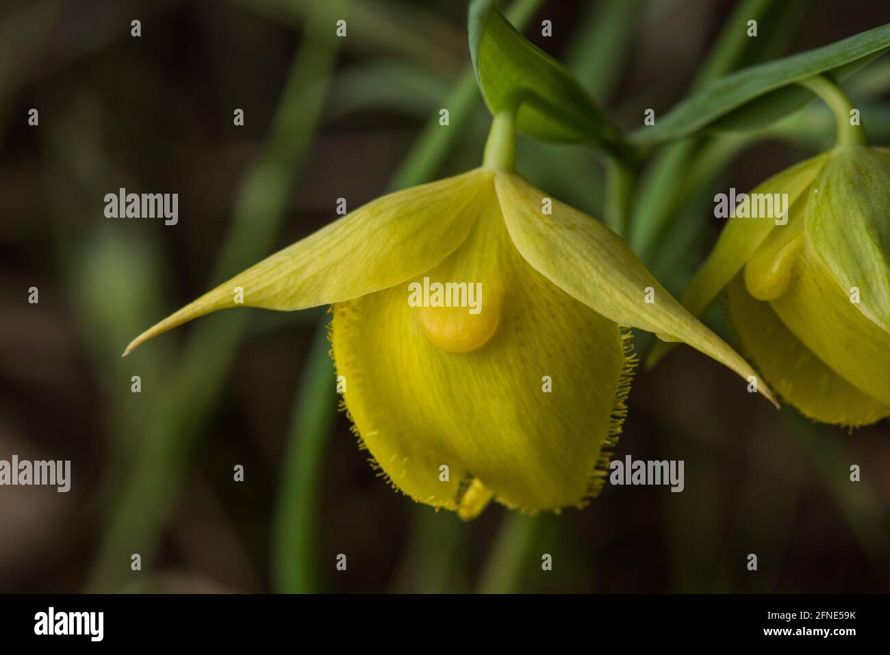 Mt. Diablo fairy lantern (Calochortus pulchellus) a globe lily ...