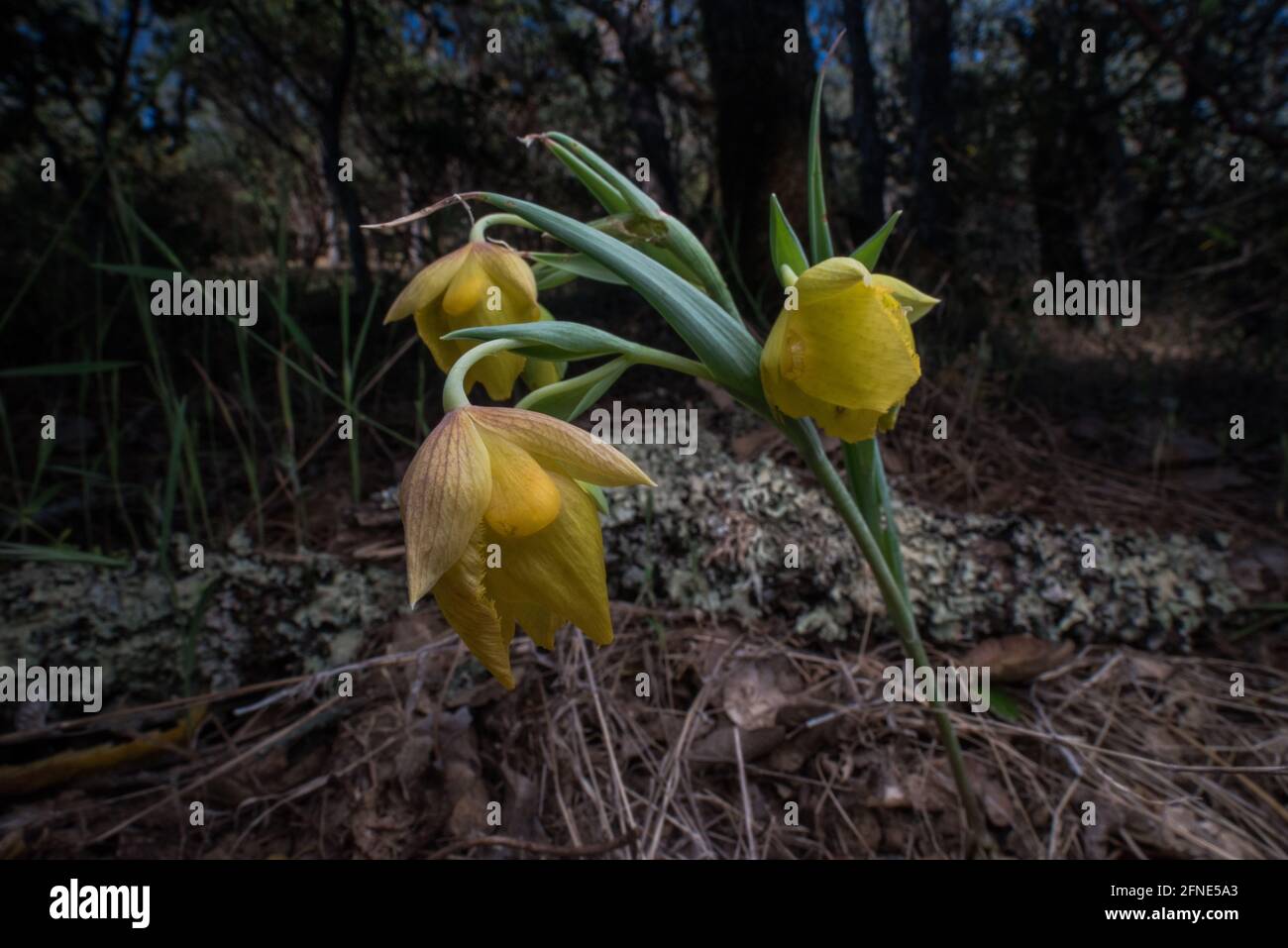 Mt. Diablo fairy lantern (Calochortus pulchellus) a globe lily ...