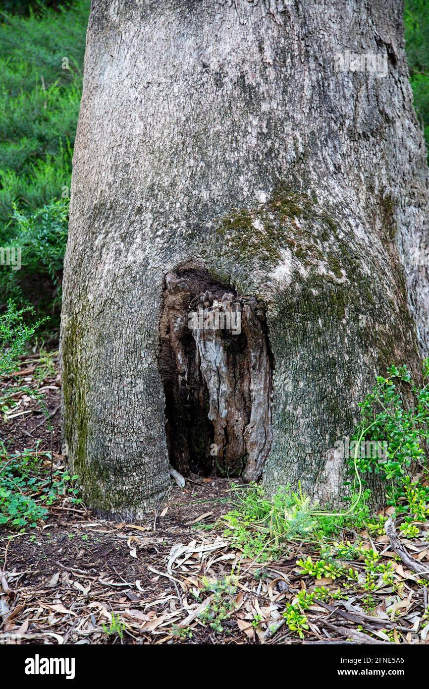 Corymbia calophylla marri tree hi-res stock photography and images - Alamy