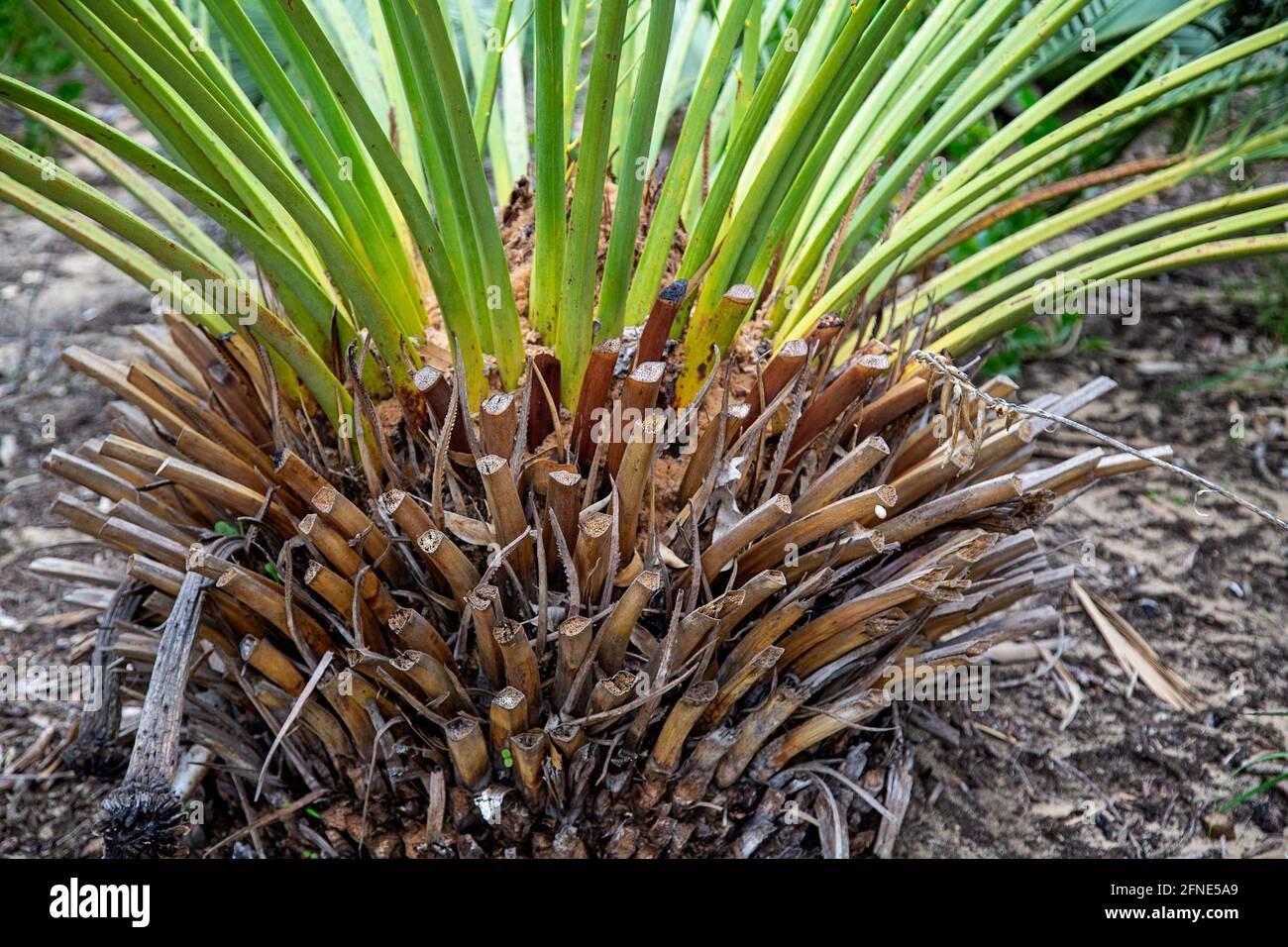 Plant roots australia hi-res stock photography and images - Alamy