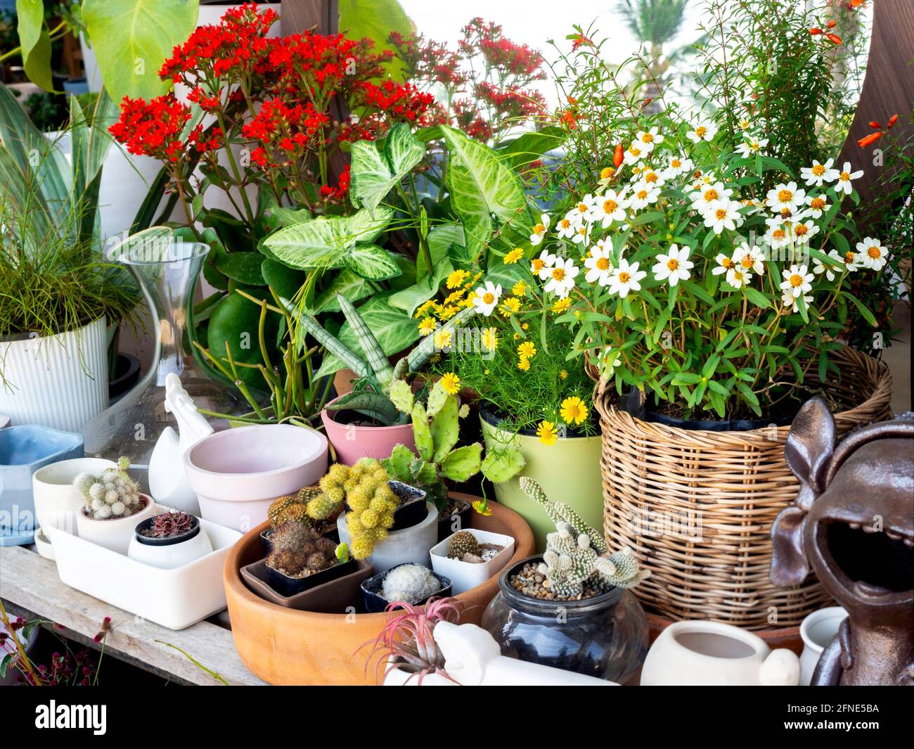 Small garden corner with beautiful flowers, green leaves and cactus in ...