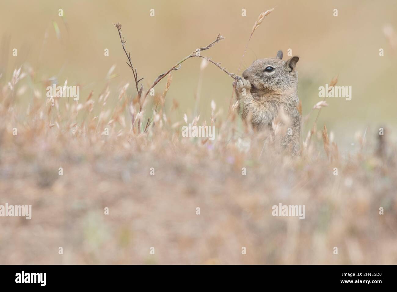 A California ground squirrel (Otospermophilus beecheyi) eating a dry ...