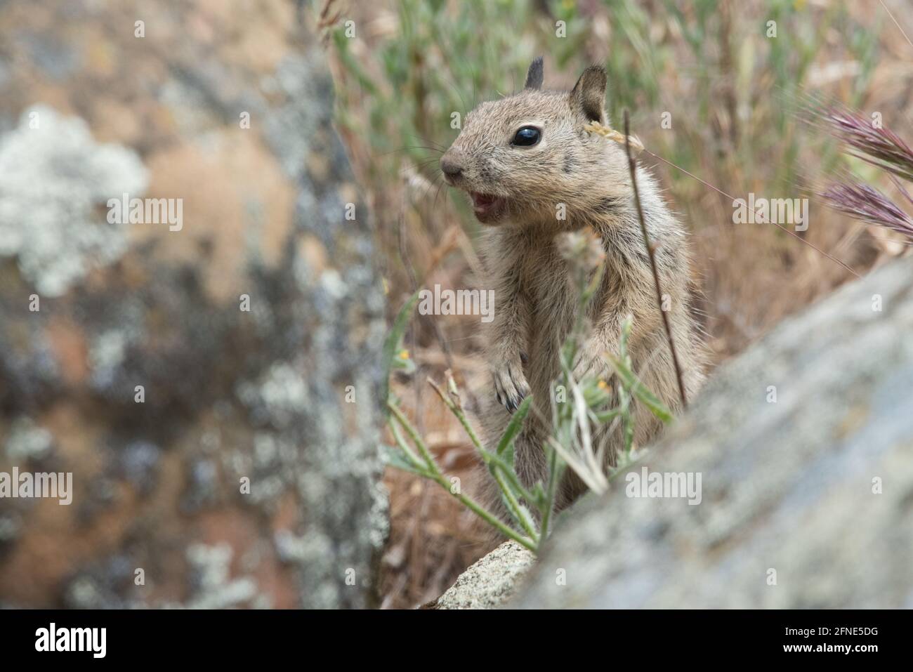Juvenile squirrel hi-res stock photography and images - Alamy