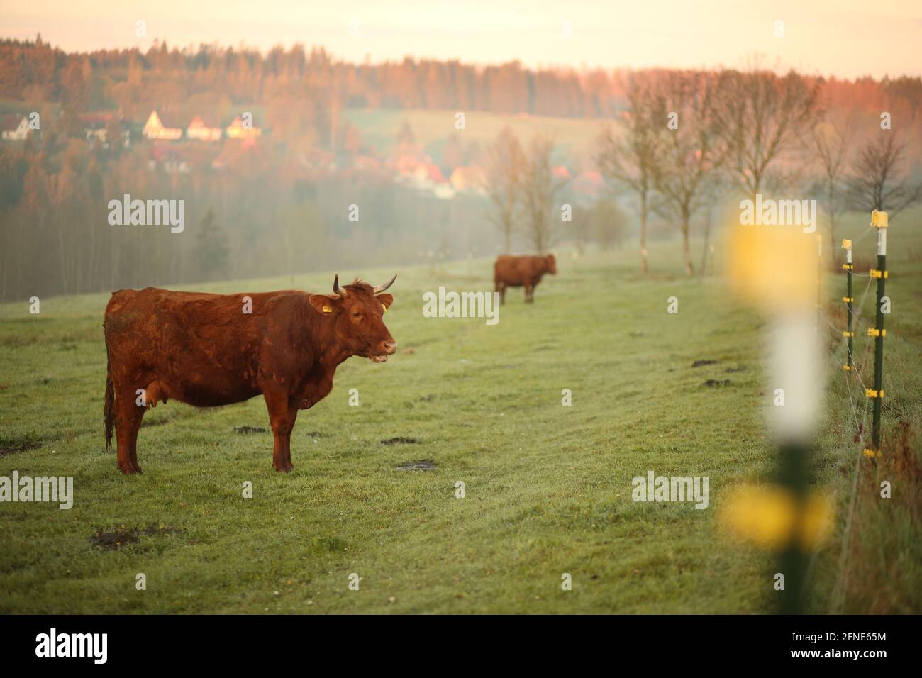 Tanne, Germany. 15th May, 2021. A Harz cow of the breed "Rotes ...