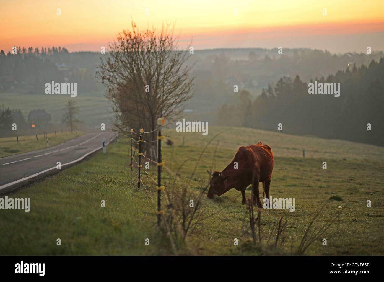 Tanne, Germany. 15th May, 2021. A Harz cow of the breed "Rotes ...