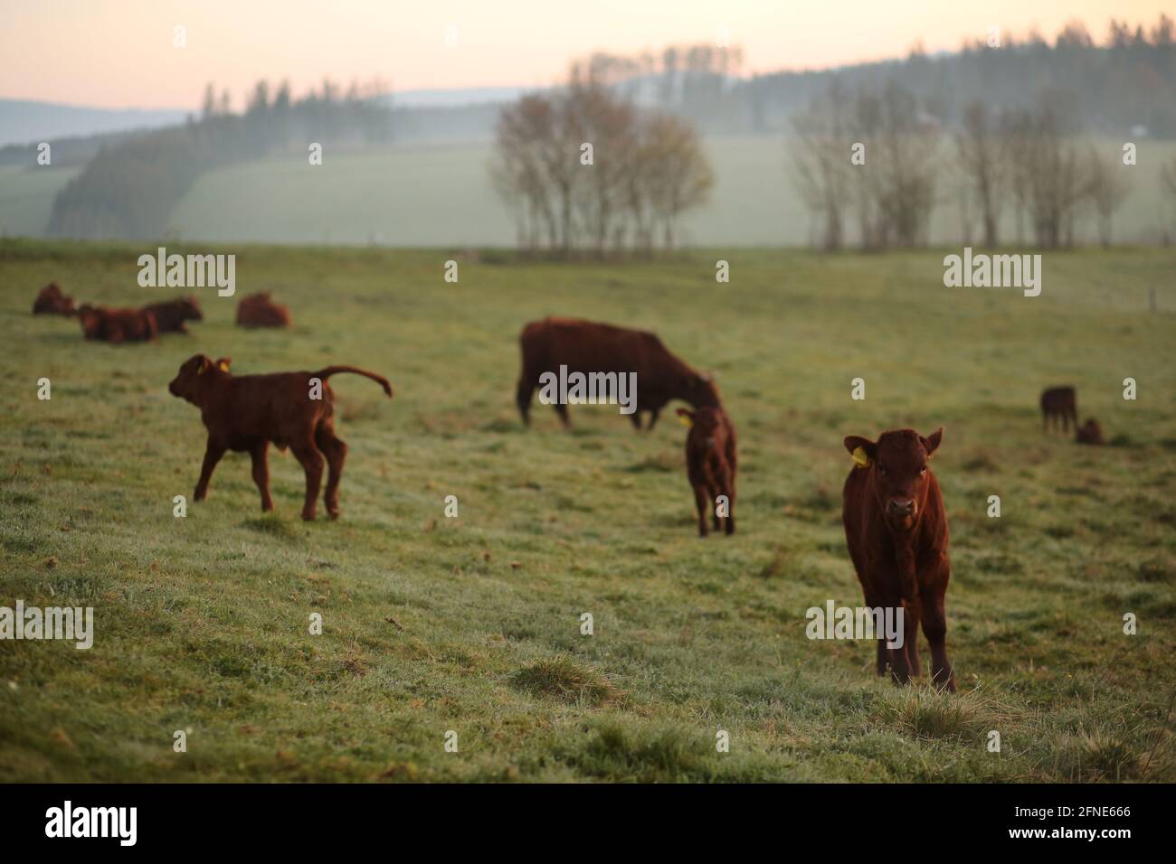 Tanne, Germany. 15th May, 2021. Harz cows of the breed "Rotes Höhenvieh ...