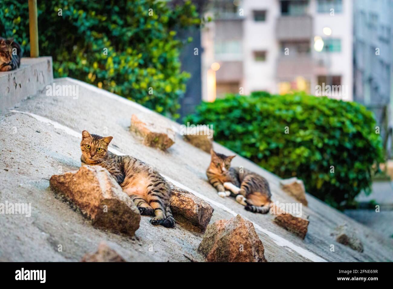Stray cat resting at night, next to footpath in a garden, urban area in ...