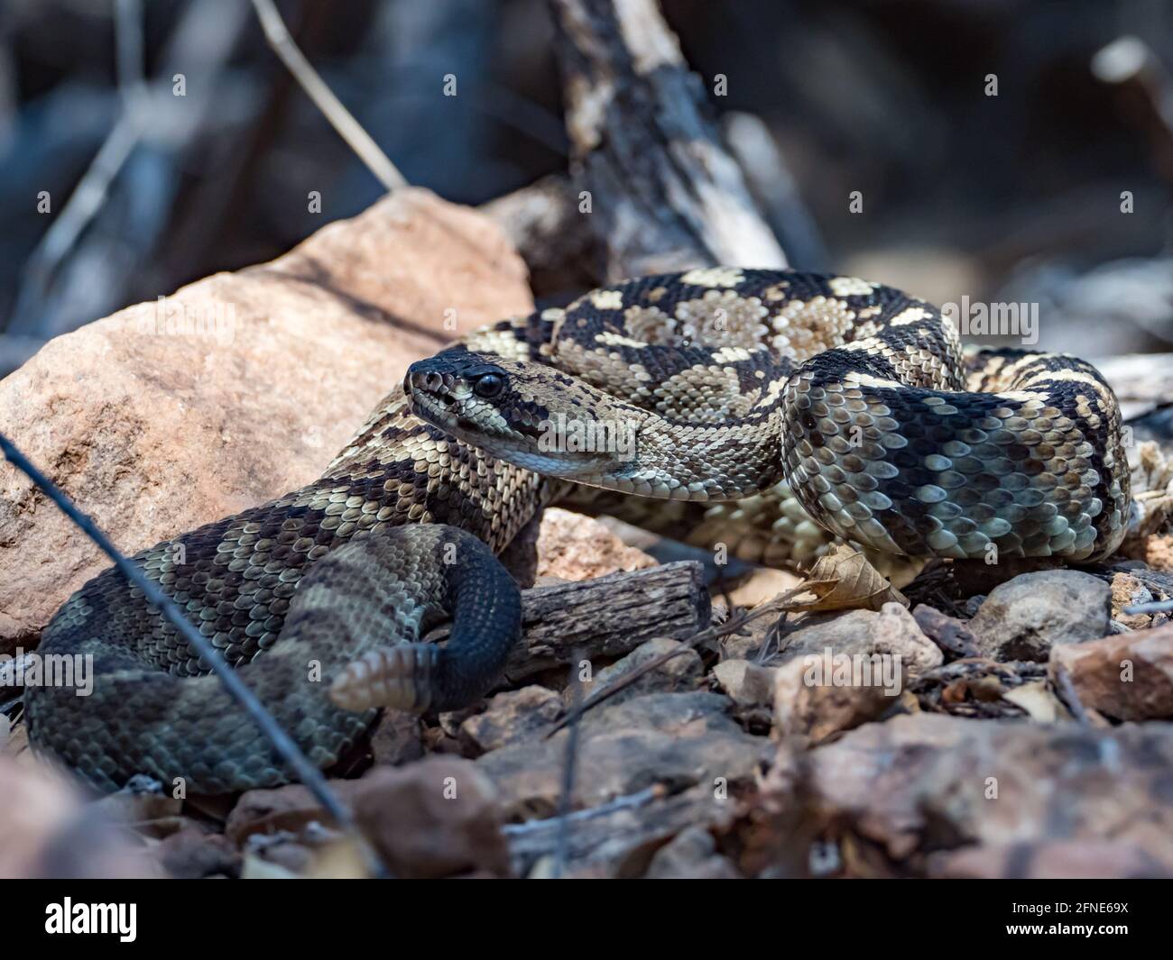 Eastern Black-tailed Rattlesnake, Crotalus, ornatus, in Chisos Basin ...