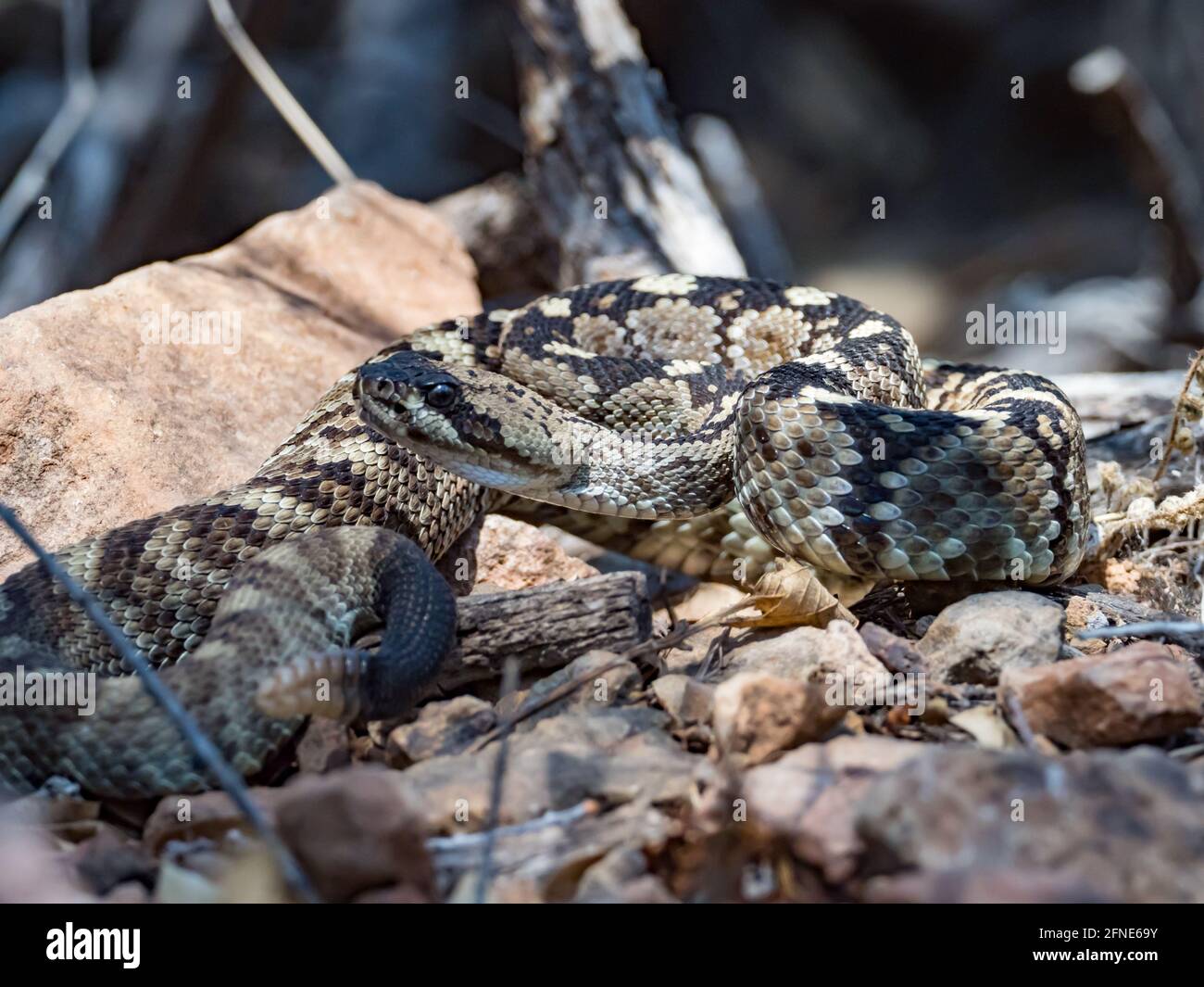Eastern Black-tailed Rattlesnake, Crotalus, ornatus, in Chisos Basin ...