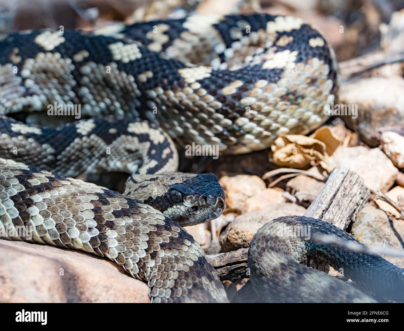 Eastern Black-tailed Rattlesnake, Crotalus, ornatus, in Chisos Basin ...