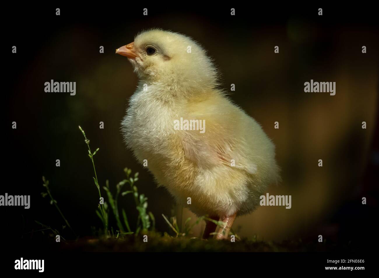 Broiler farm hi-res stock photography and images - Alamy