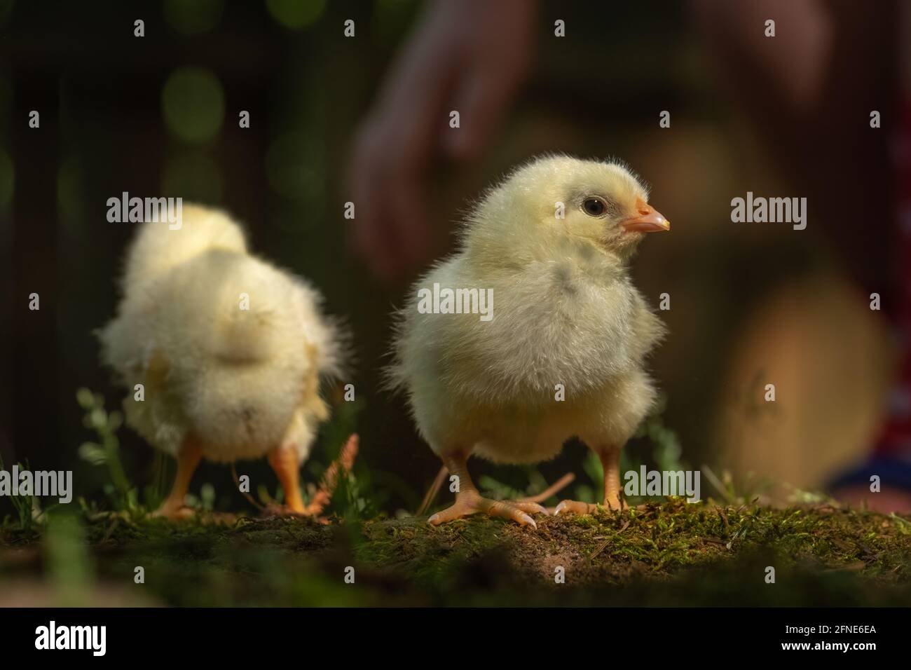Broiler farm hi-res stock photography and images - Alamy
