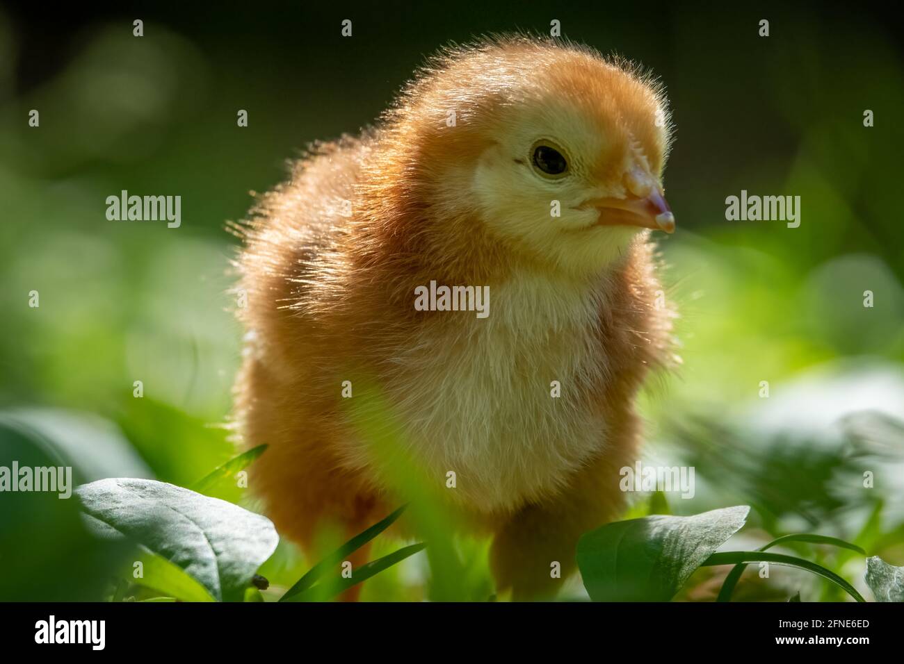 Closeup of Rhode Island Red chick Stock Photo - Alamy