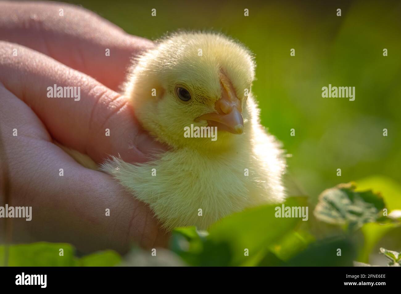 Hand holding baby chicken hi-res stock photography and images - Alamy