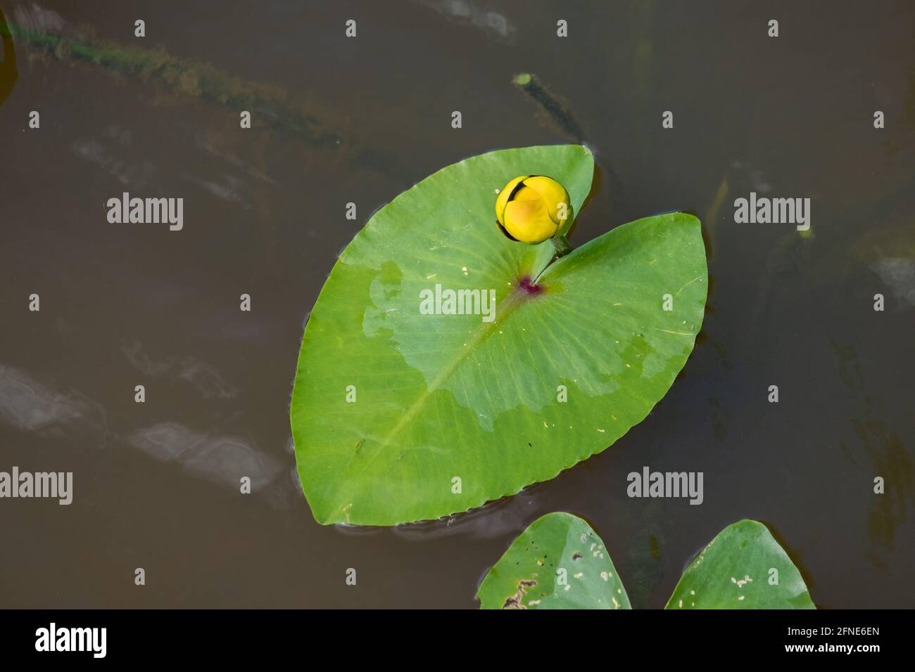 Spatterdock (Nuphar advena) bloom in Springtime. Raleigh, North ...