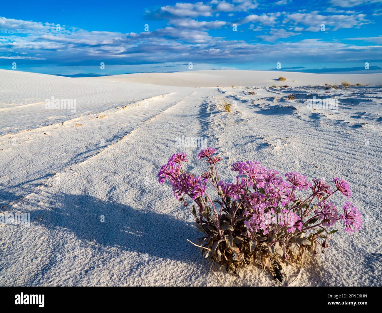 Purple Sand Verbena, Abronia angustifolia, in White Sands National Park ...