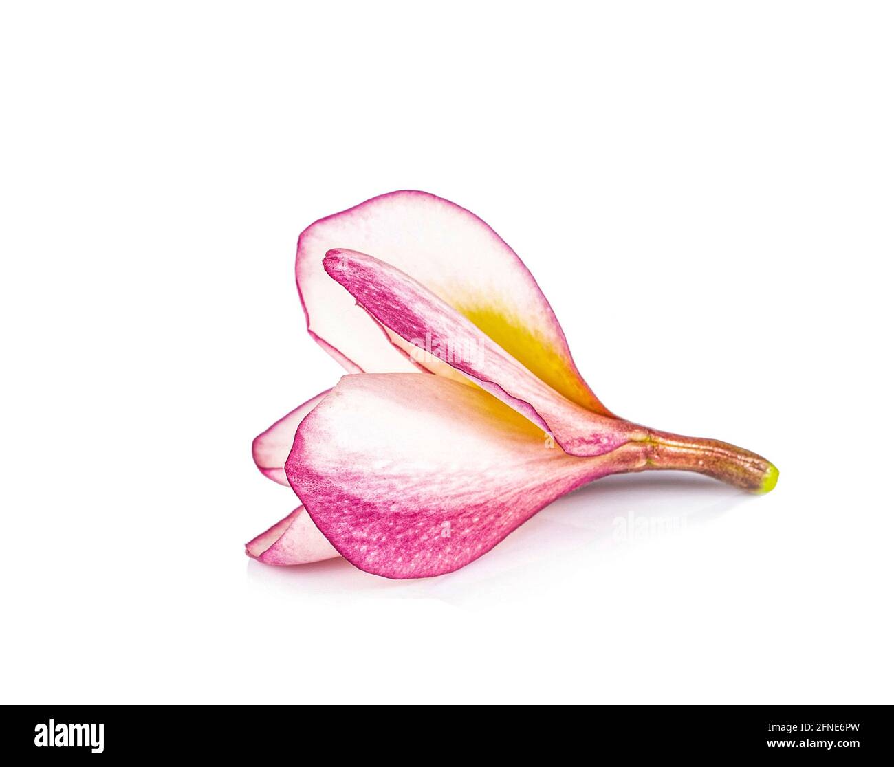 plumeria flower isolate on white Stock Photo - Alamy