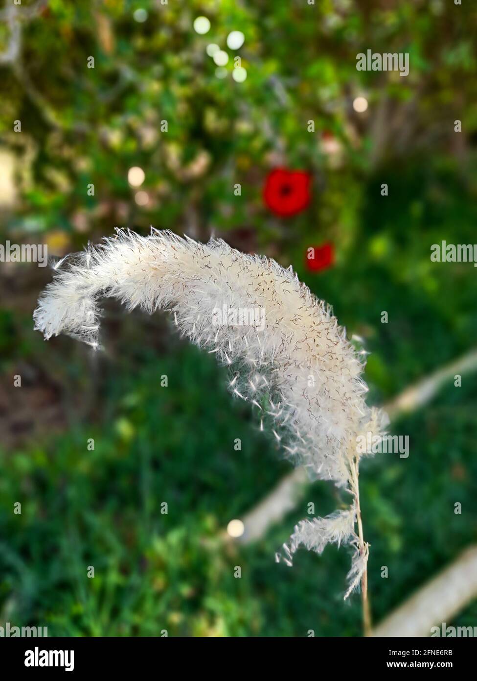 feather-shaped seeds 2 Stock Photo - Alamy