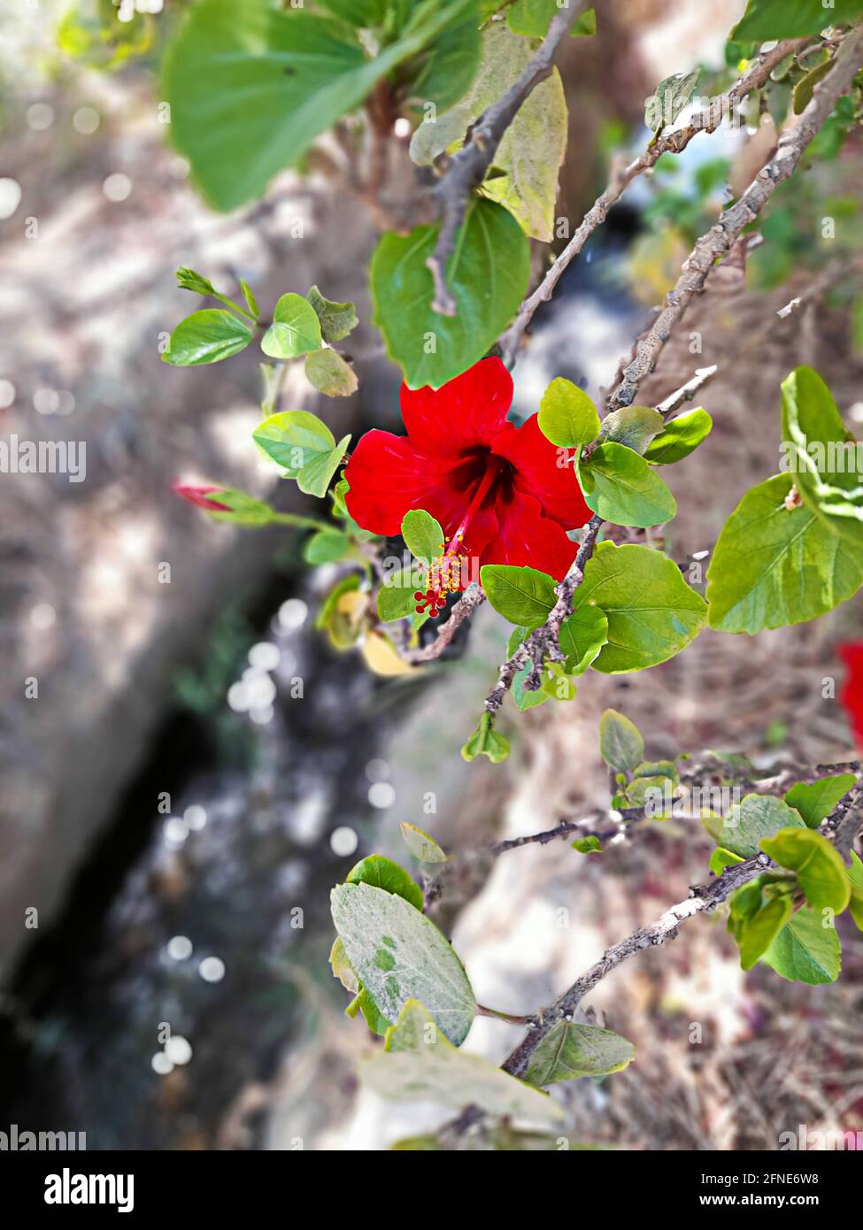 a red rose next to a small river Stock Photo - Alamy