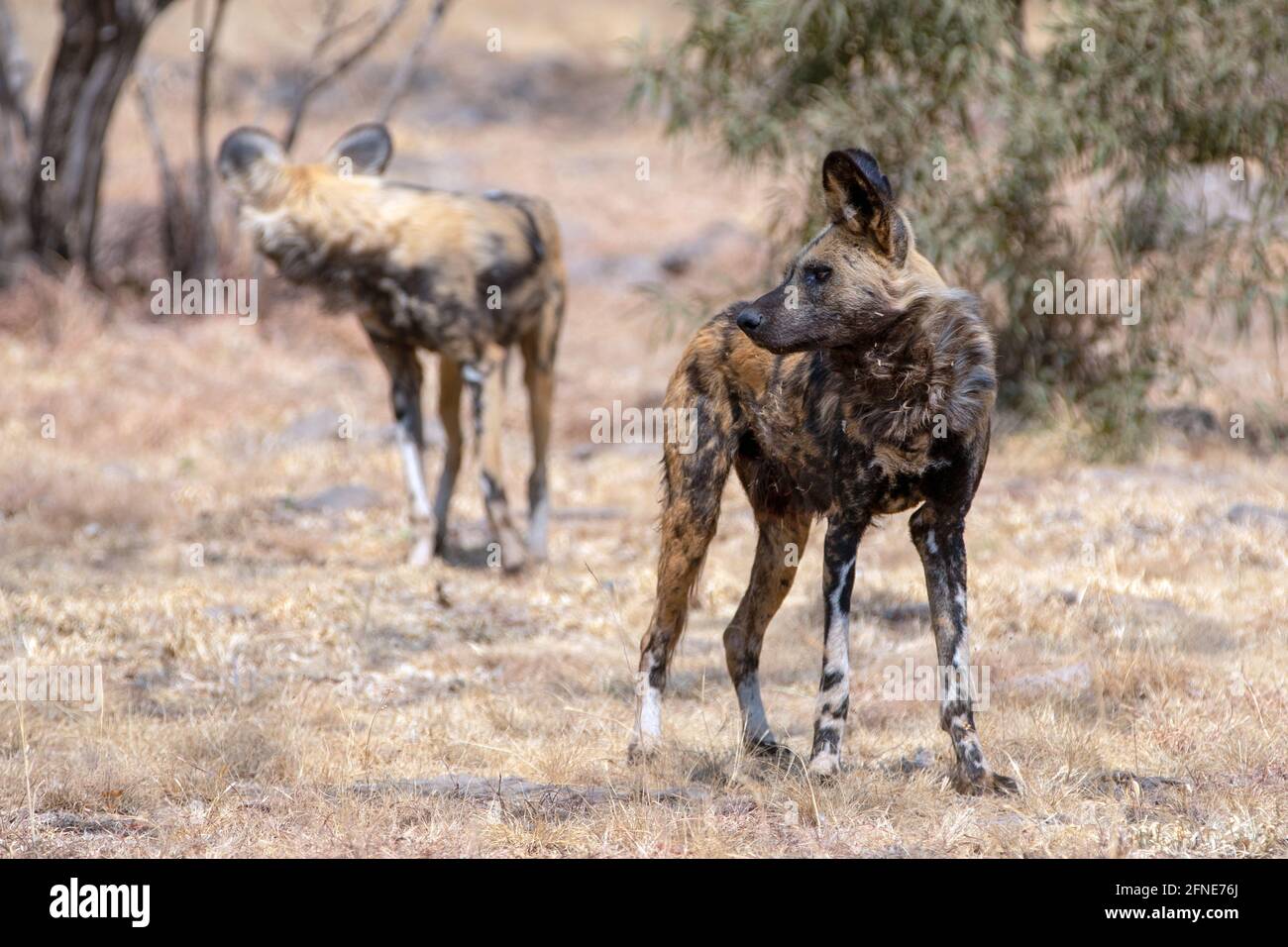 Wolf Pack Alpha Female High Resolution Stock Photography and Images - Alamy