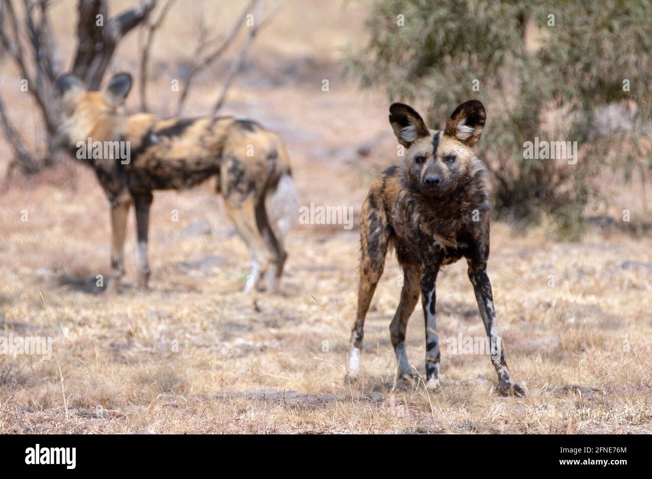Wolf Pack Alpha Female High Resolution Stock Photography and Images - Alamy