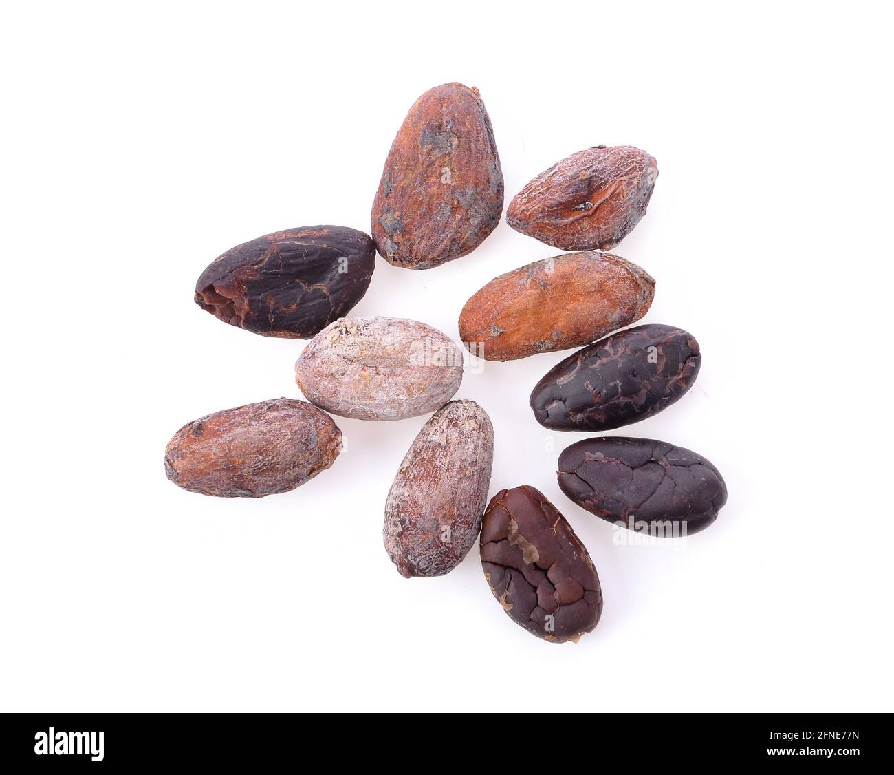 cocoa beans on white background Stock Photo - Alamy