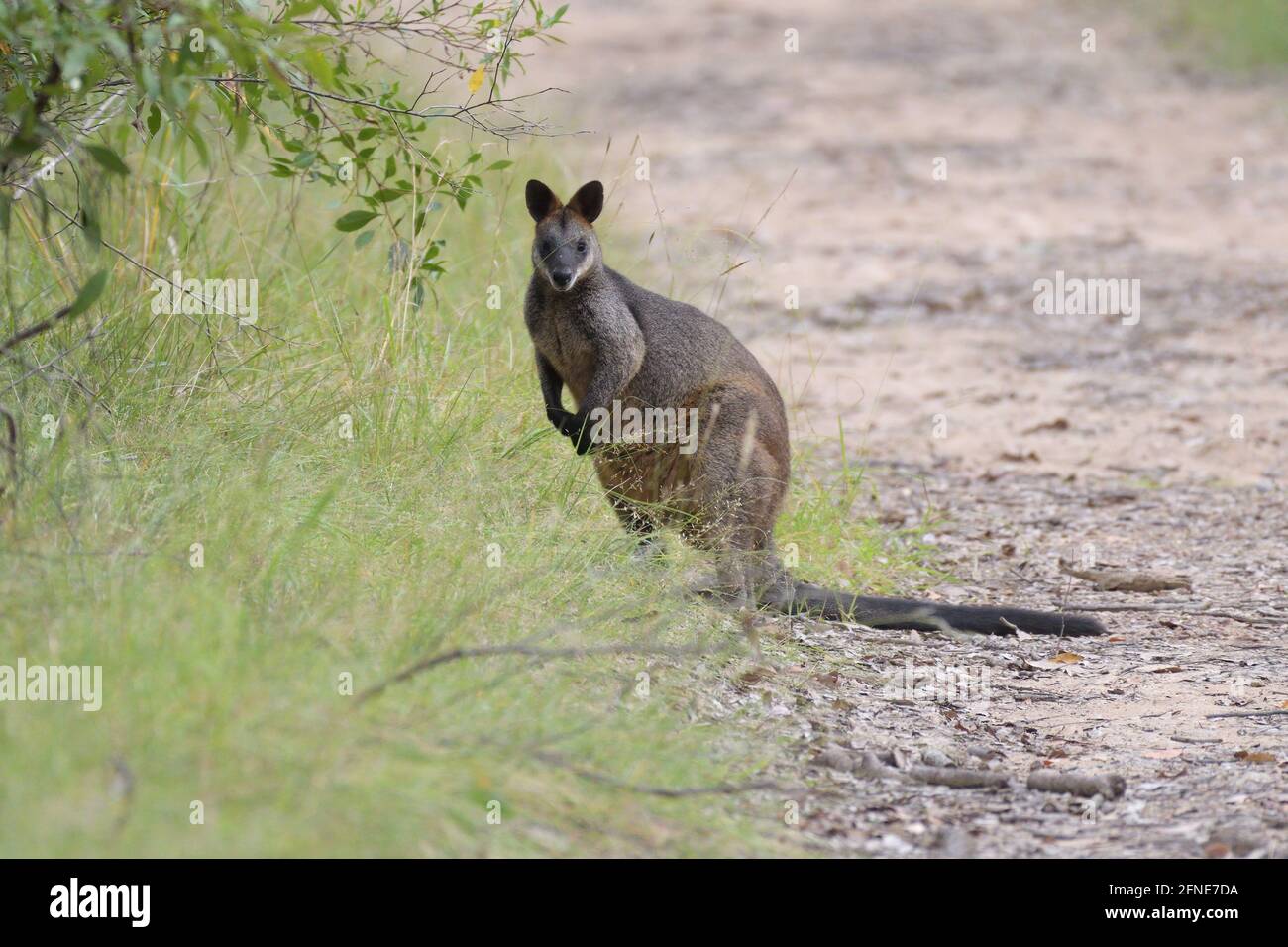 A wild Swamp Wallaby (Wallabia bicolor) on the side of a track in ...