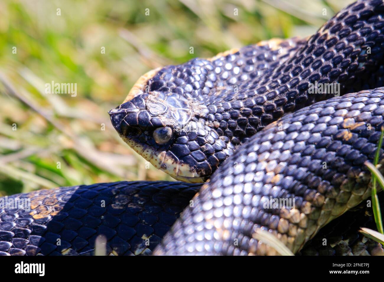 Black Eastern Hognose Snake