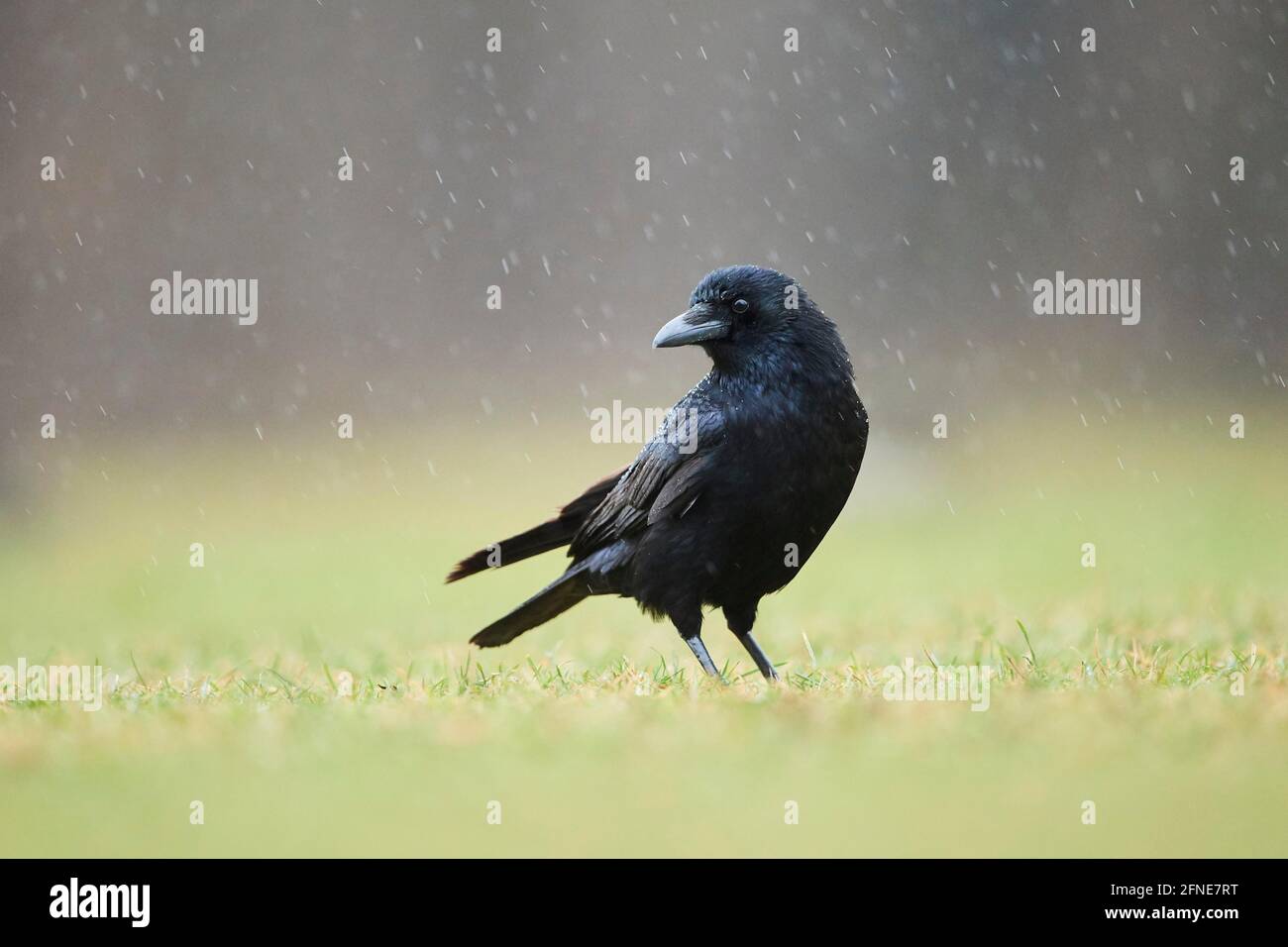 Carrion crow (Corvus corone) standing on a meadow, Bavaria, Germany ...