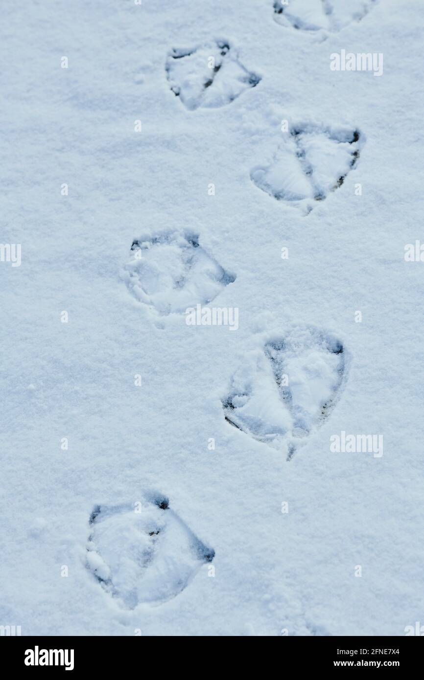 Geese footprints hi-res stock photography and images - Alamy